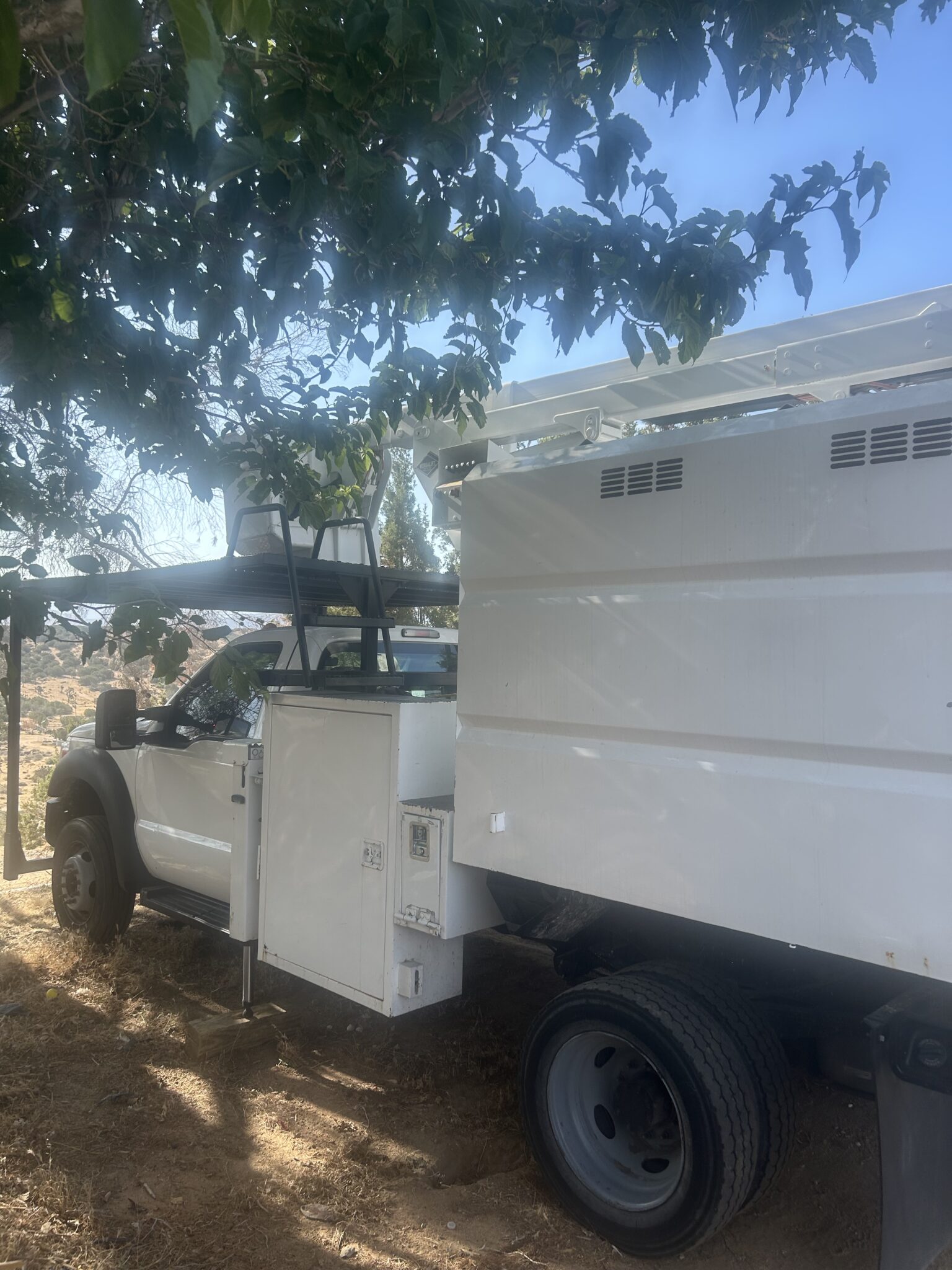 Tree Services in Hesperia, CA | A1 Tree Service – Arborist